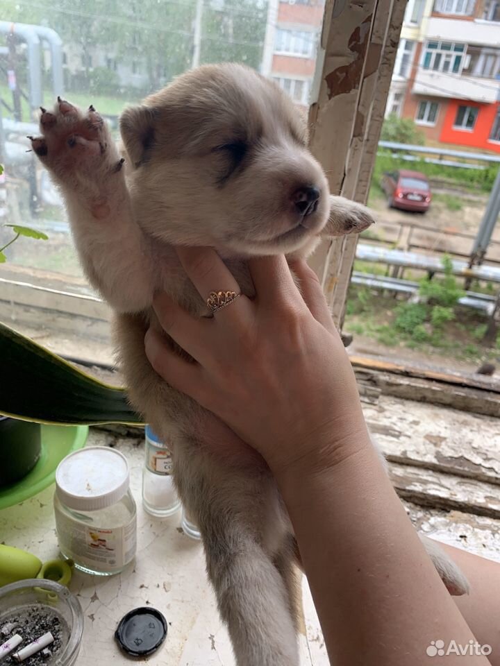 Щенки друзья и охранник