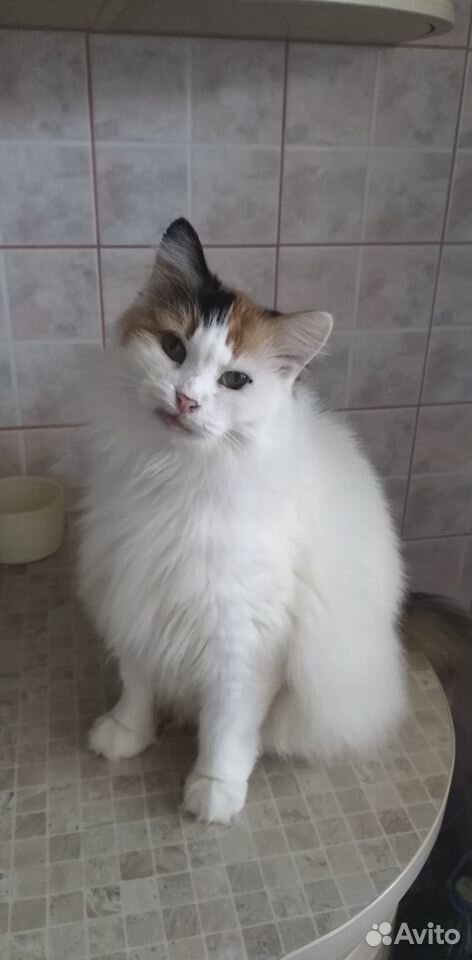 Шикарная блондинка ищет дом