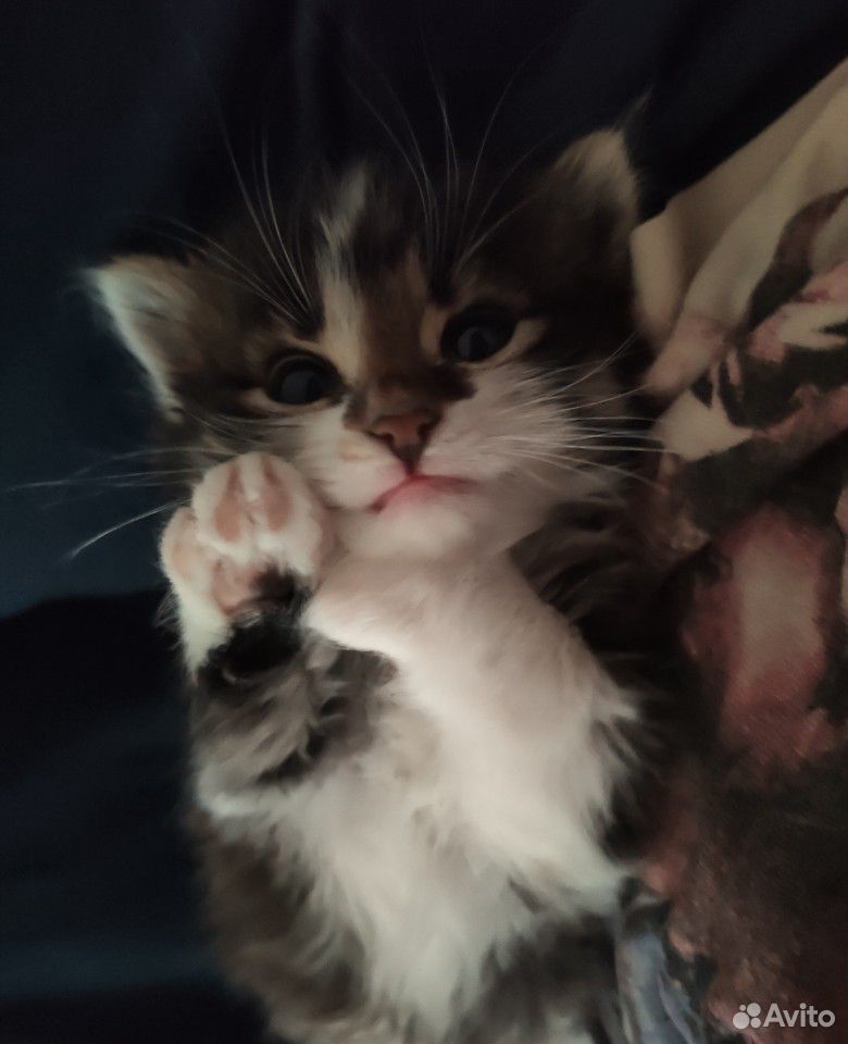 Котята от деревенской кошки