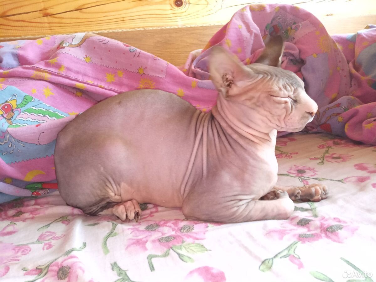 Канадский сфинкс