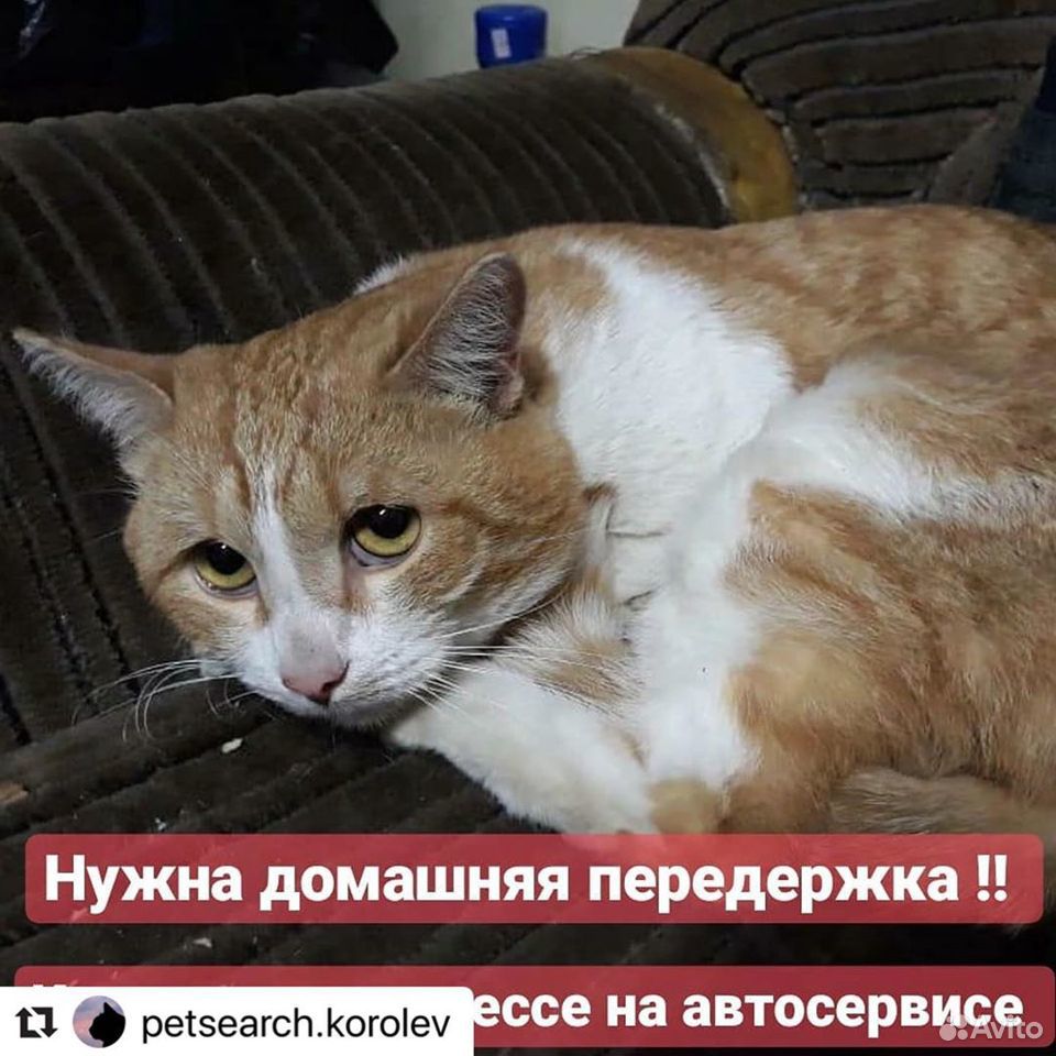 Испуганному котику-Рыжуле очень нужны добрые руки