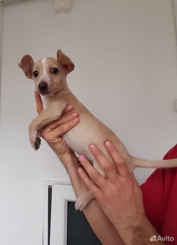 Русский той-терьер