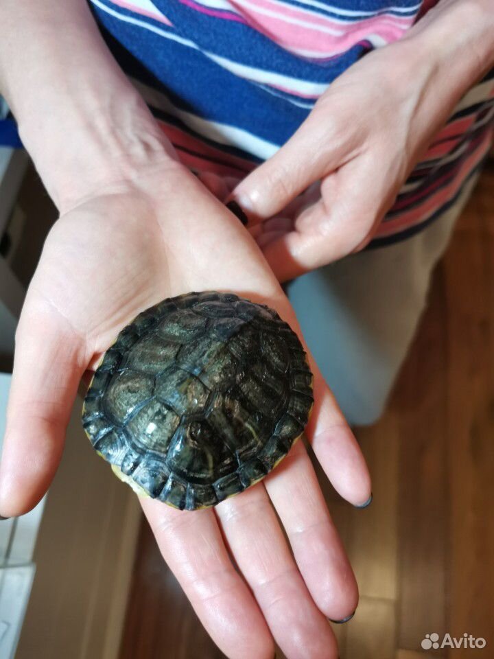 Кпасноухие черепахи