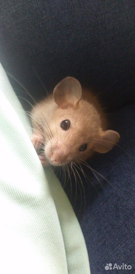 Крыса Дамбо