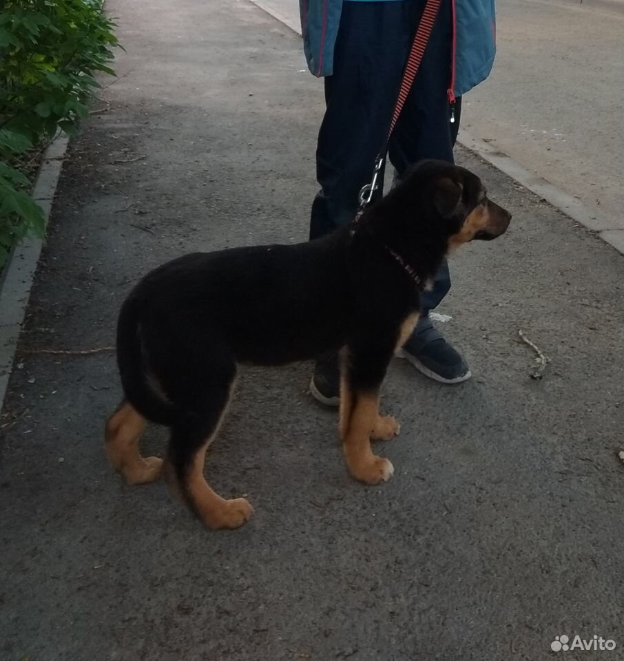 Щенок метис овчарки