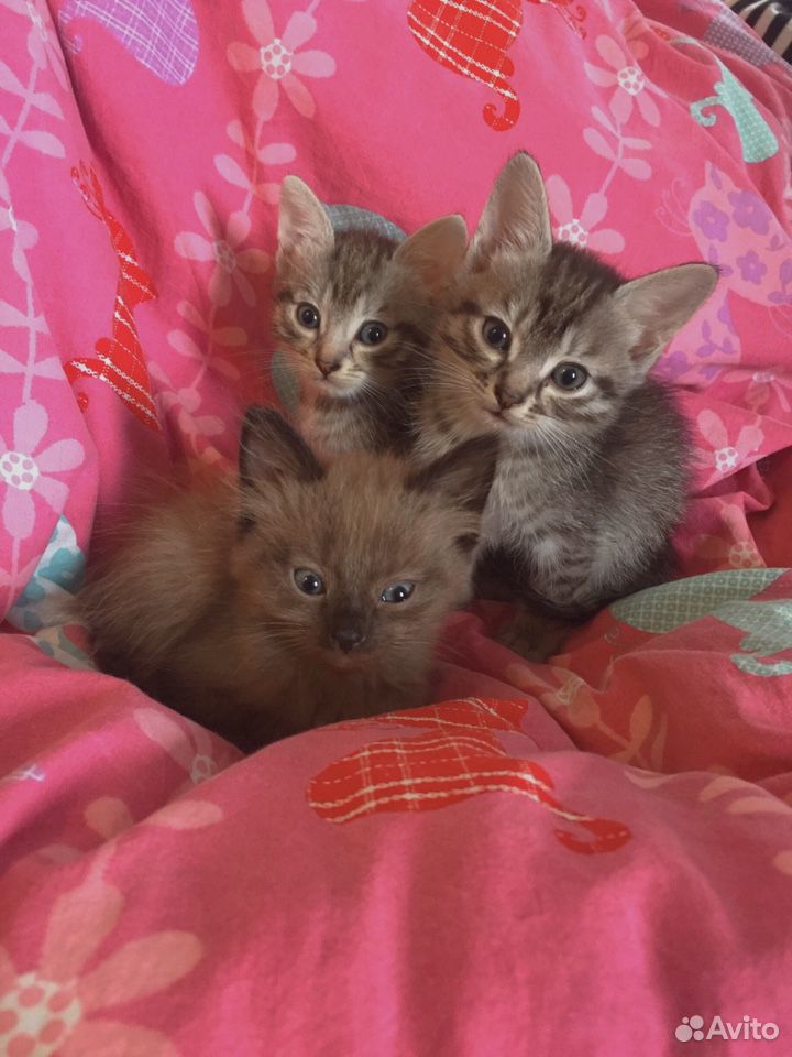 Отдаю котят в добрые руки)