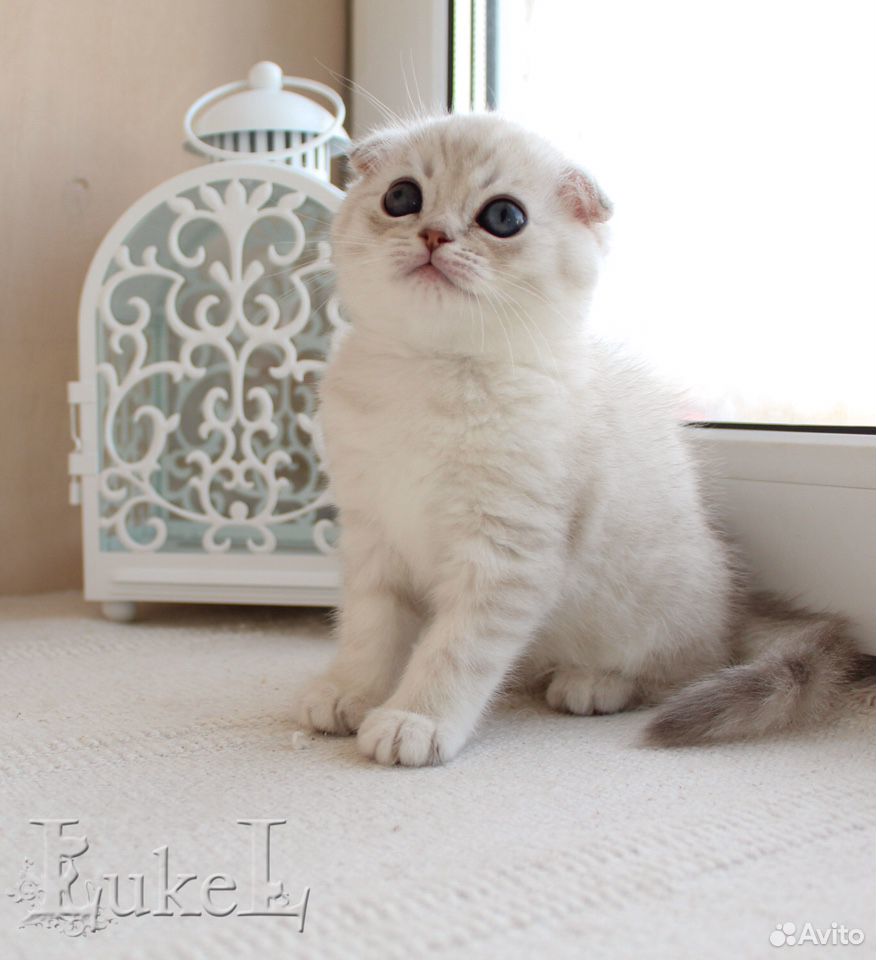 Шотландская кошечка редкого окраса норка