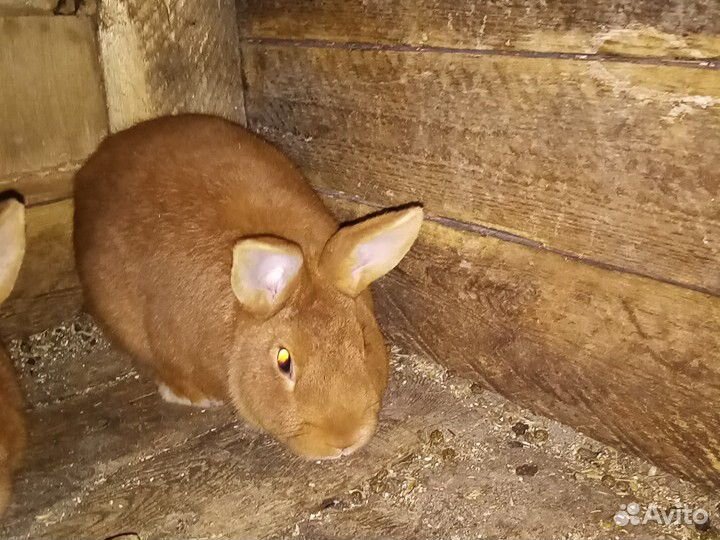 Кролы нзк и Серебро