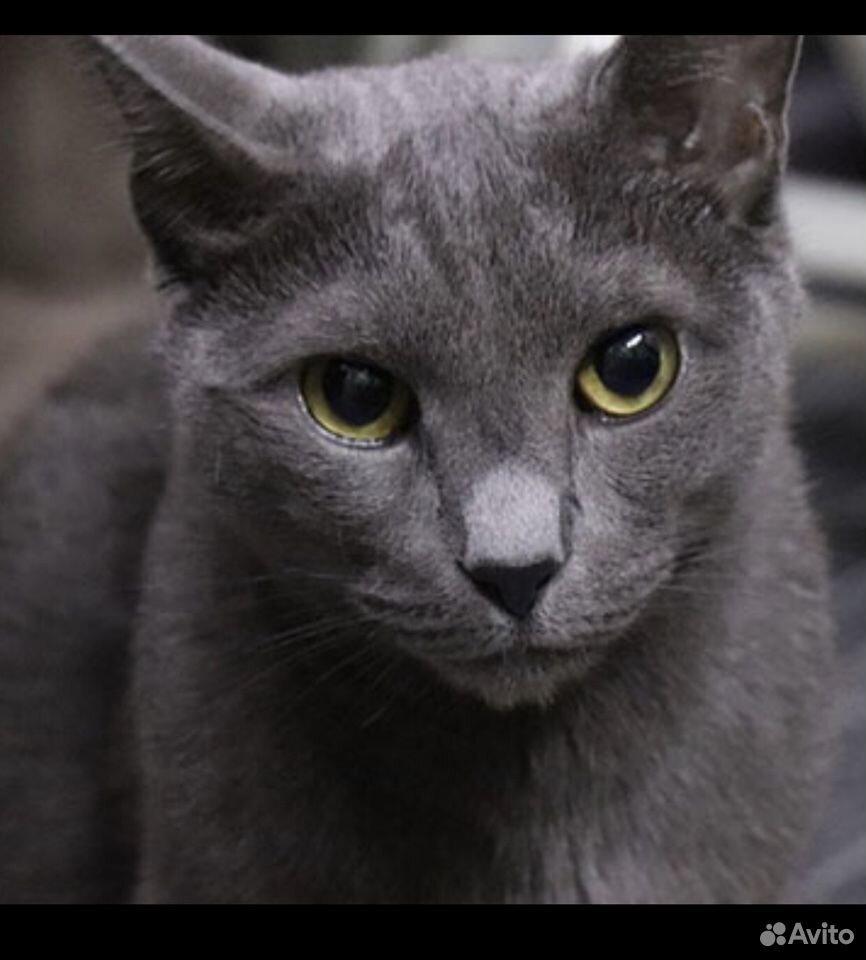 Котята русской голубой