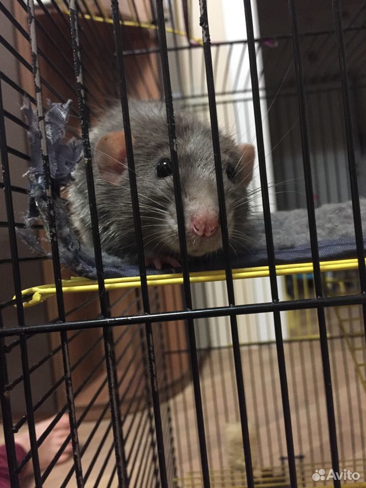 Продам крысу самца