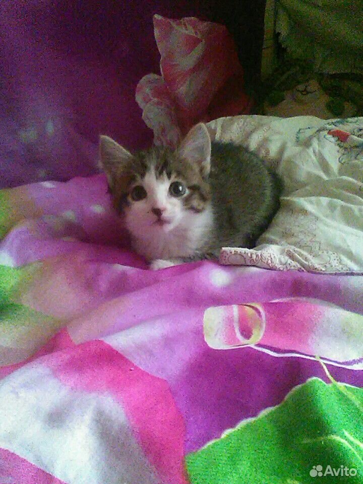 Котёнок