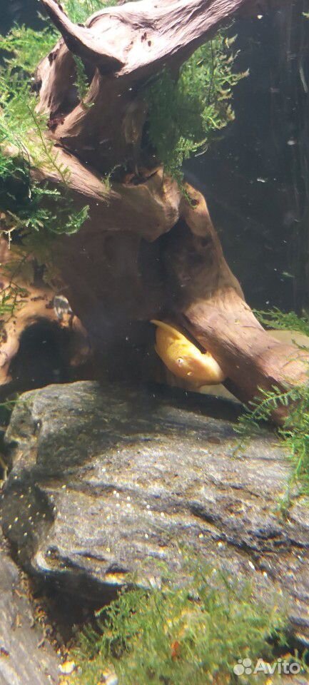 2 сомика анциструса обмен