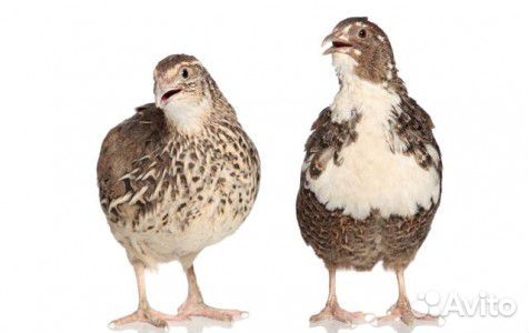 Перепел Английский смокинг