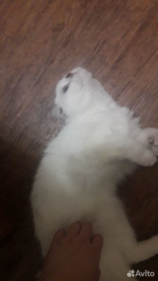 Британска вислоухая