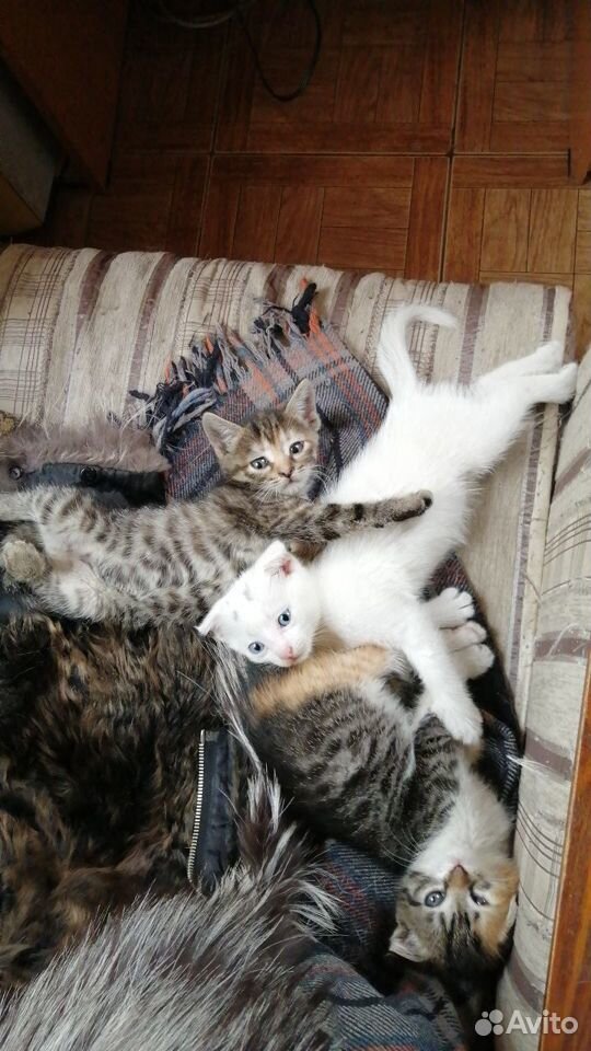 Вислоухий котёнок бесплатно