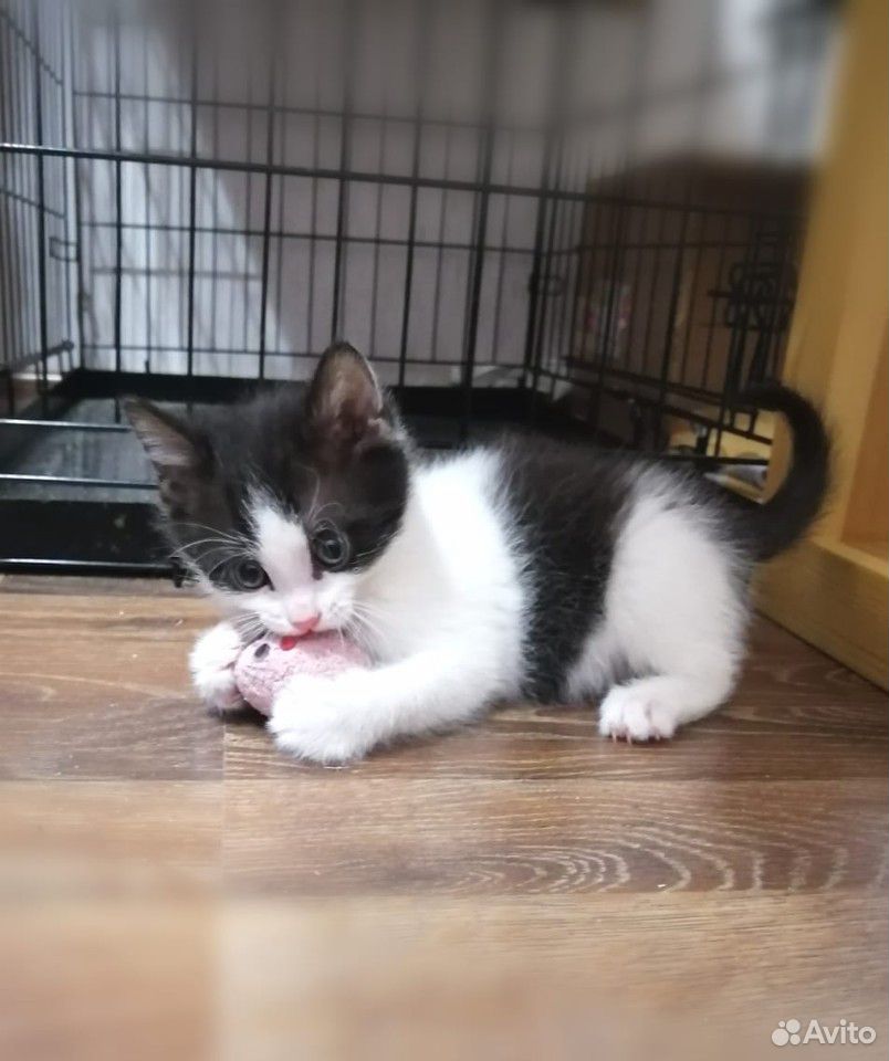 Котенок Федя 1.5 мес
