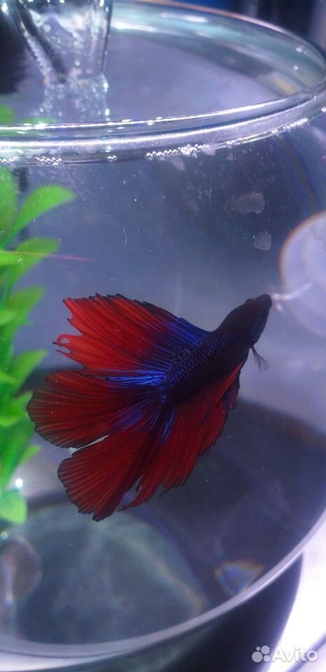 Рыбка петушок двухвостый красный неон