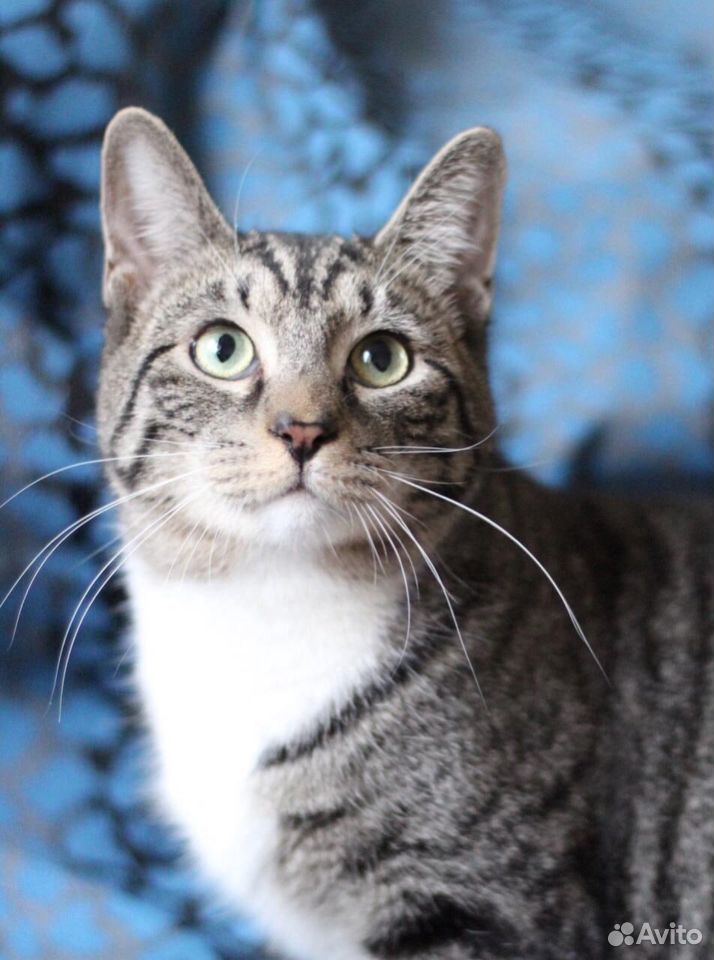 Котик Ирвин в дар