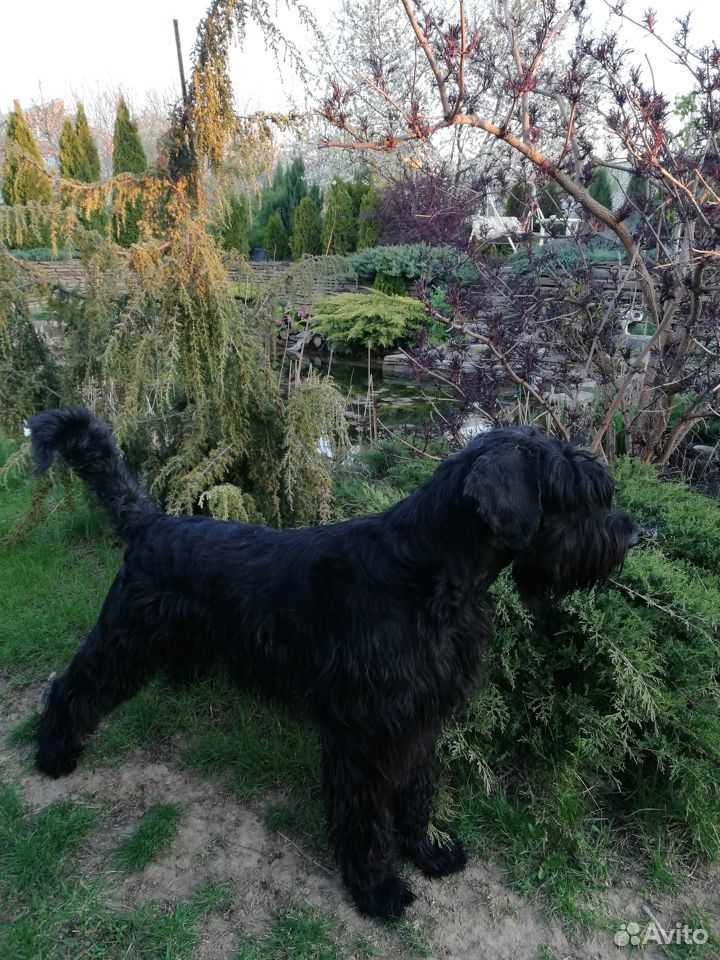 Ризеншнауцер вязка