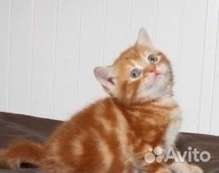 Британец красный мрамор Энтони