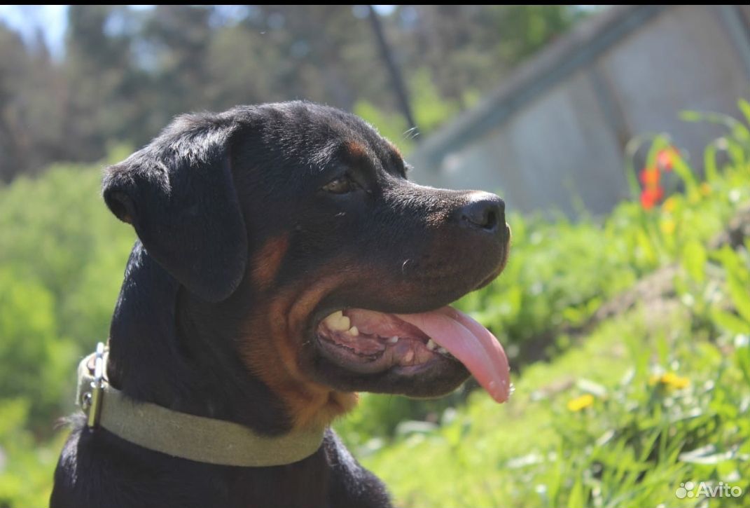Девочки Ротвейлера
