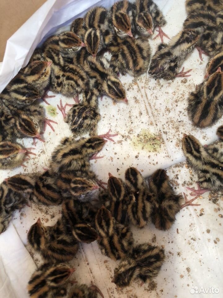 Суточные перепелята