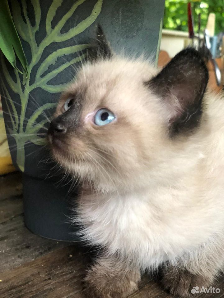 Котята