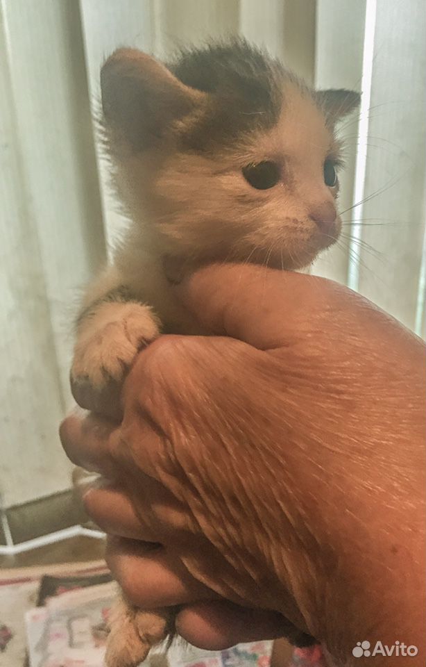 Котята