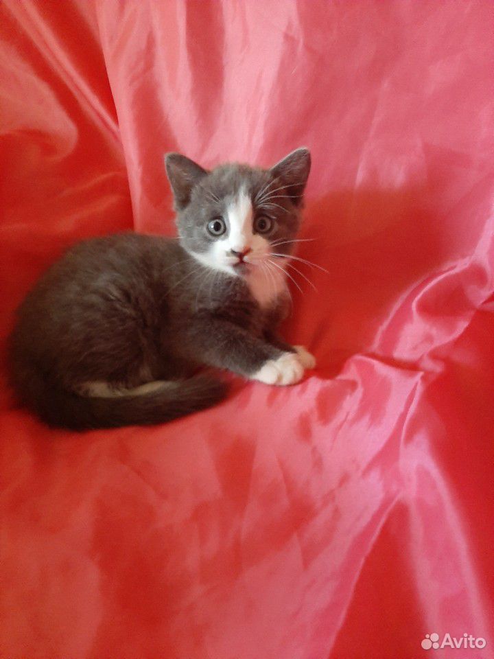 Кошка