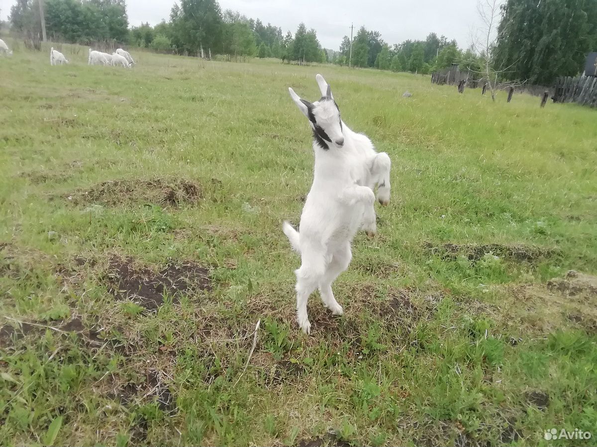 Козлята