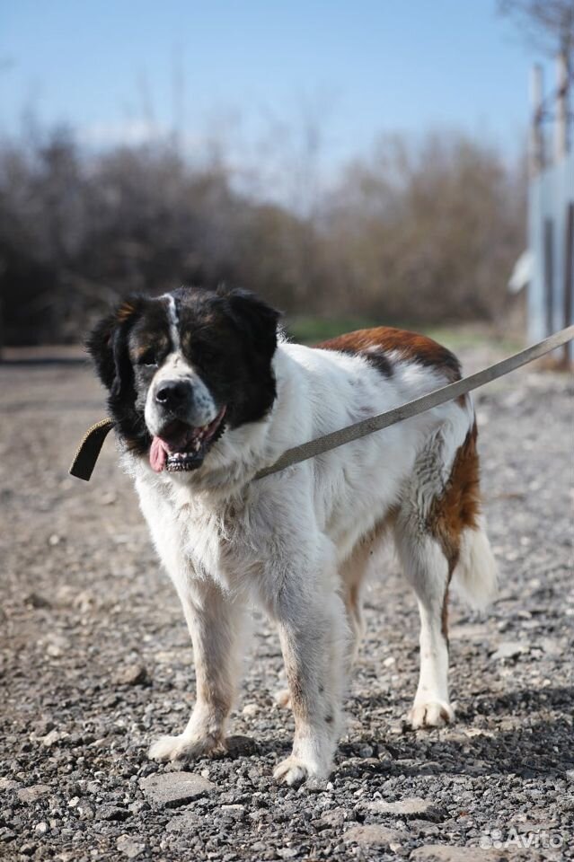 Плюшкин. Надежный друг в добрые руки
