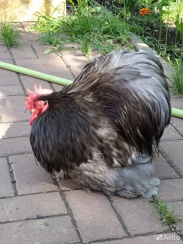 Карликовый кохинхин