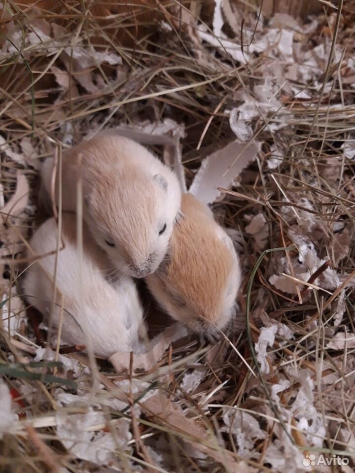 Малыши песчанок