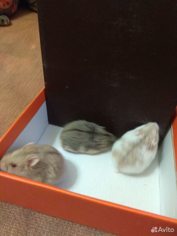 Хомячки сунгурские