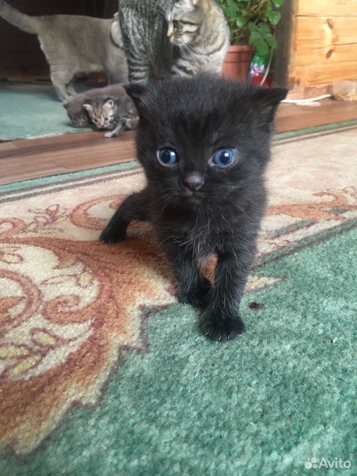 Котята