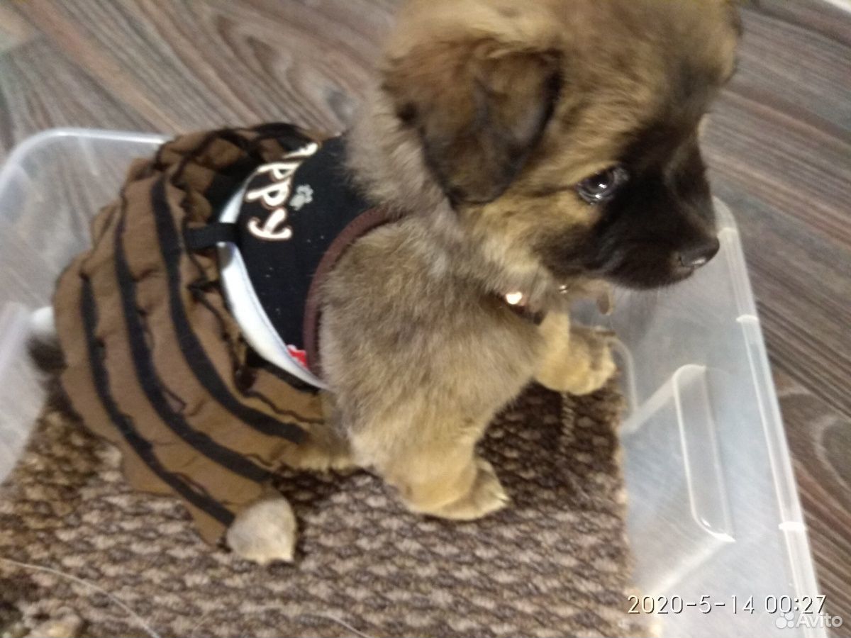 Шпицуля малышка