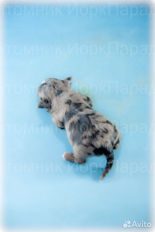 Мальчик блю мерле с голубым глазиком