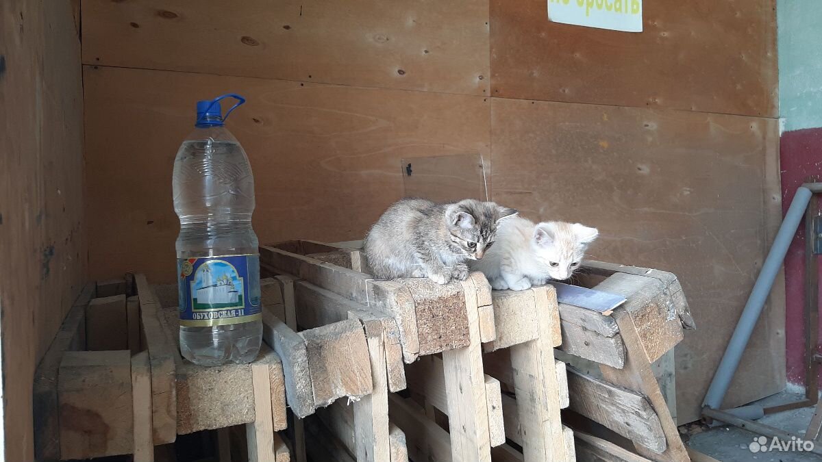 Котят малышей отдам в добрые руки