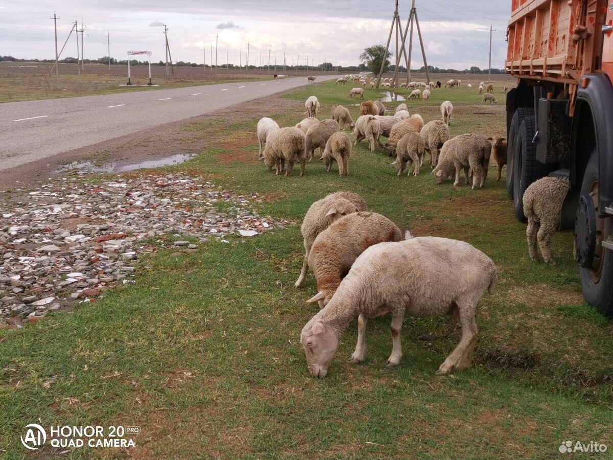 Матки с зимними ягнятами