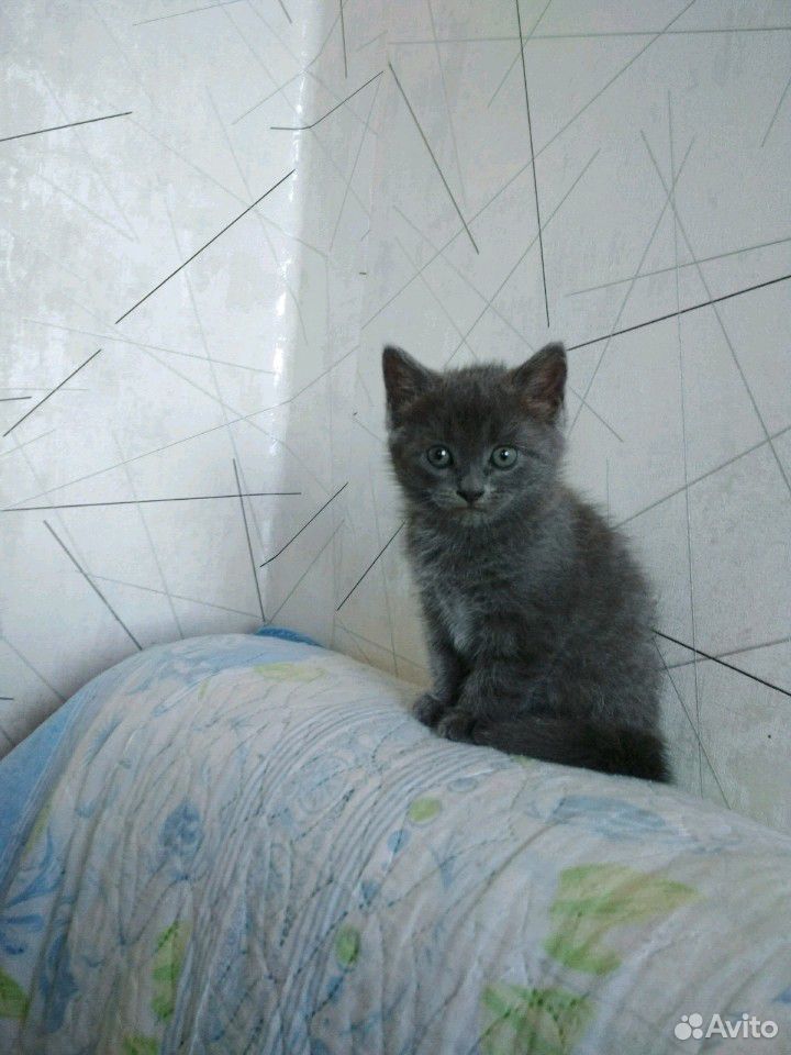 Кошка