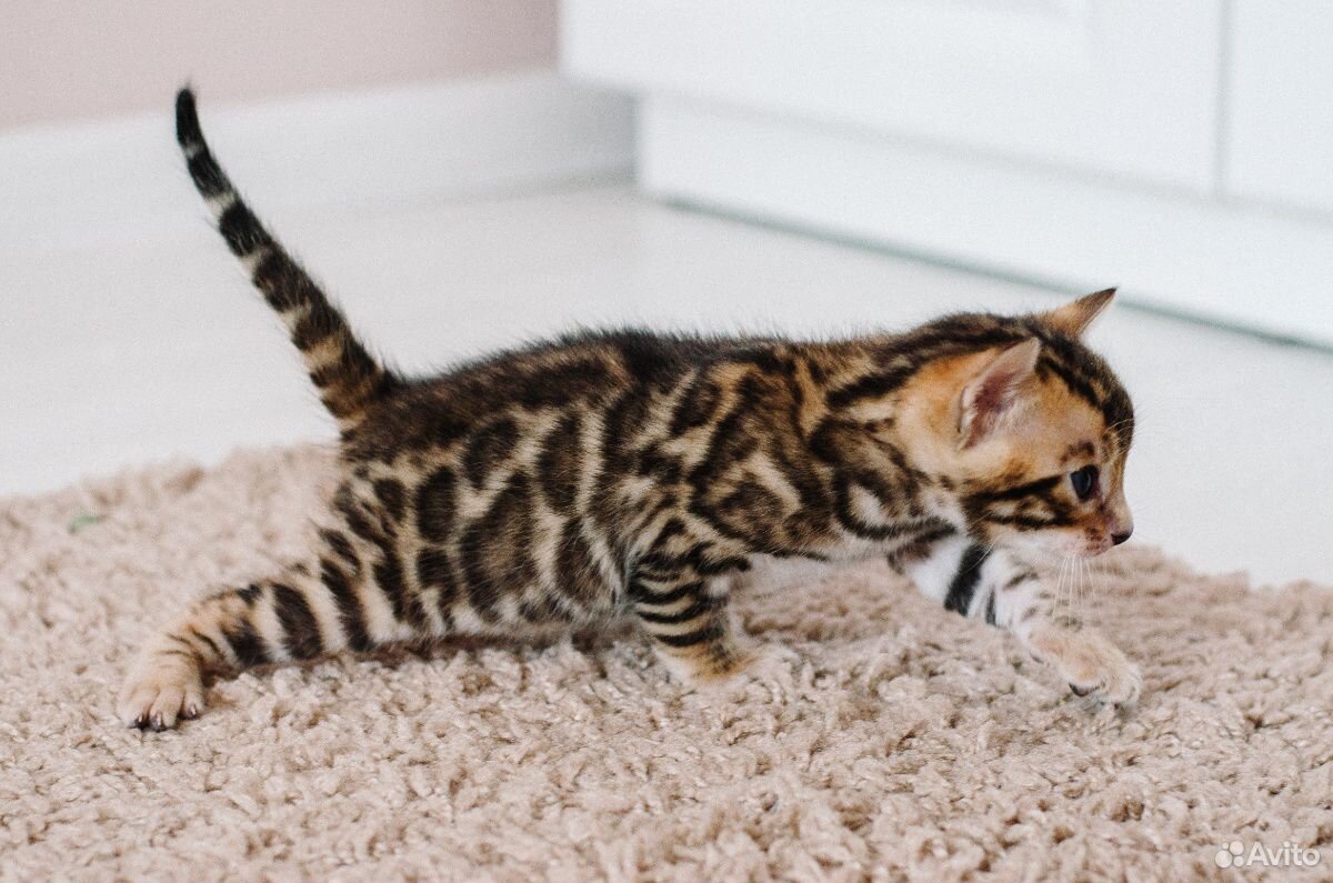 Чудные бенгальские котятки в хорошие и добрые руки