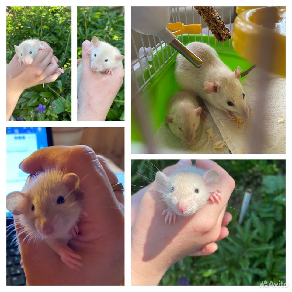 Отдадим в добрые руки крысят Дамбо