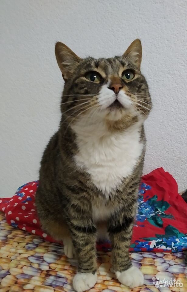 В добрые руки