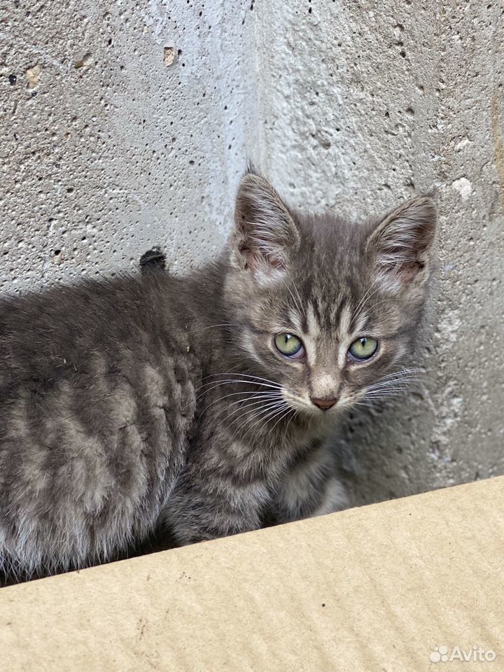 Котенок в дар