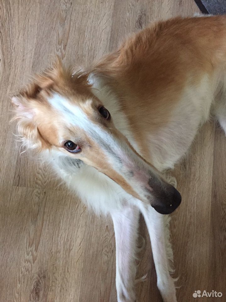 Русская борзая