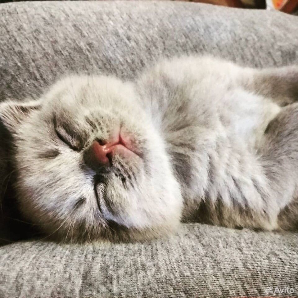 Котята шотландцы