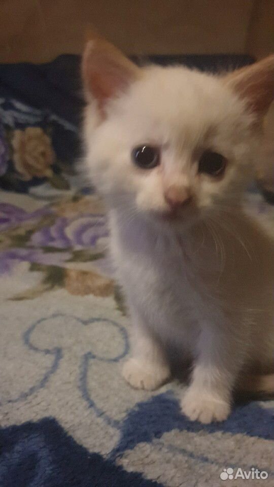 Очаровательный малыш ищет свой дом