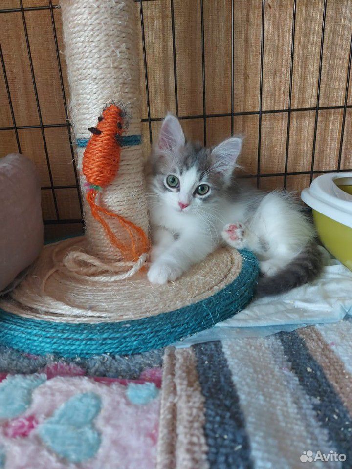 Котенок Татошка с огромными глазами в дар