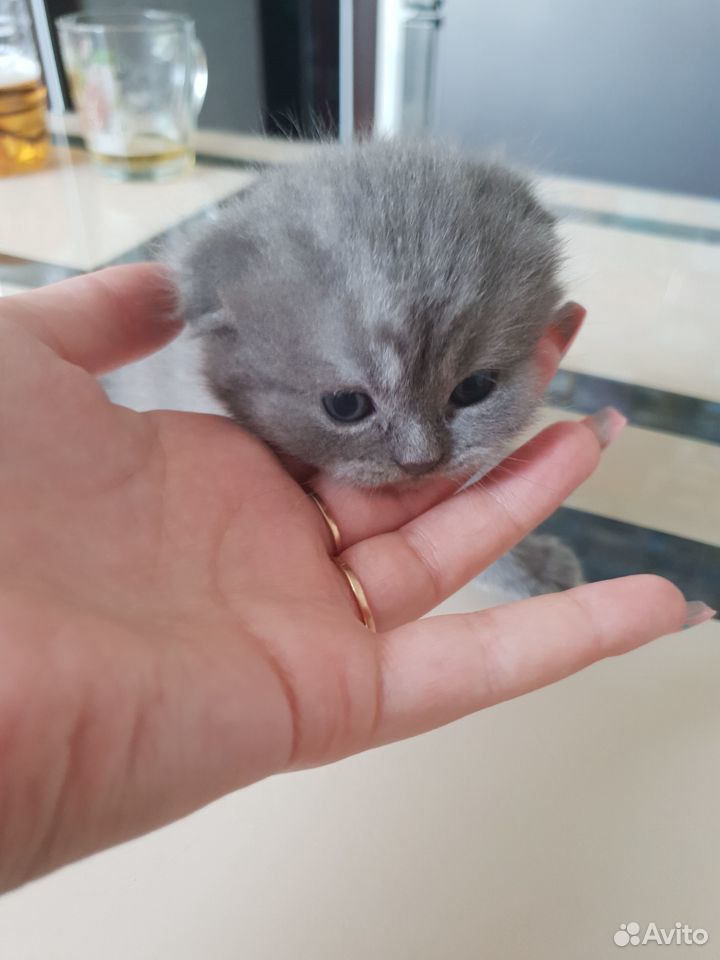 Продам котят