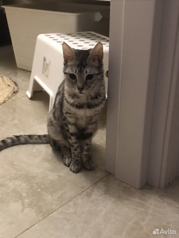 Кошка